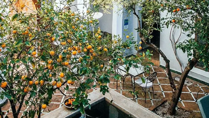 Citrus Trees You Can Plant at Home Without Damaging Your Garden ...