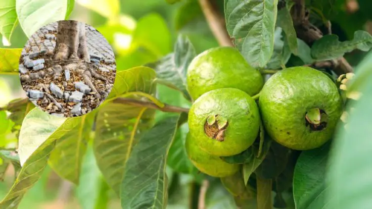 Can a Guava Tree Break the Floor or Sidewalk? What You Should Know ...