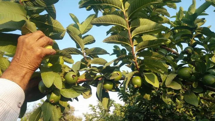 Use This Method to Grow a Guava Tree That Produces Fruit in a Short ...