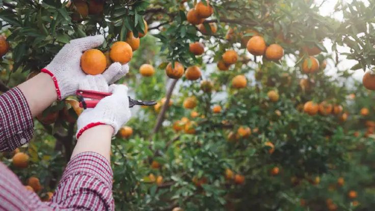 This Is the Best Season to Prune the Orange Tree and Have More Fruit ...