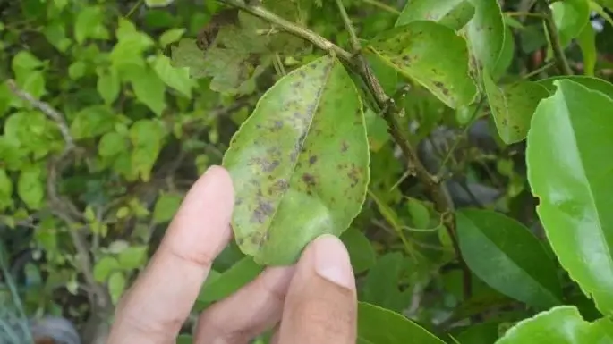 How to Remove Black Mold from Lemon Trees Without Damaging the Leaves ...