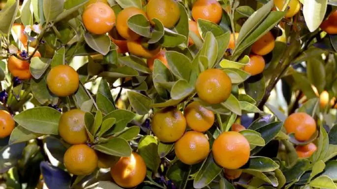 3 Simple Homemade Fertilizers to Nourish Your Mandarin Tree with ...