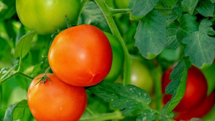 Guide to Growing a Tomato Plant in Cold Weather: How to Succeed This ...
