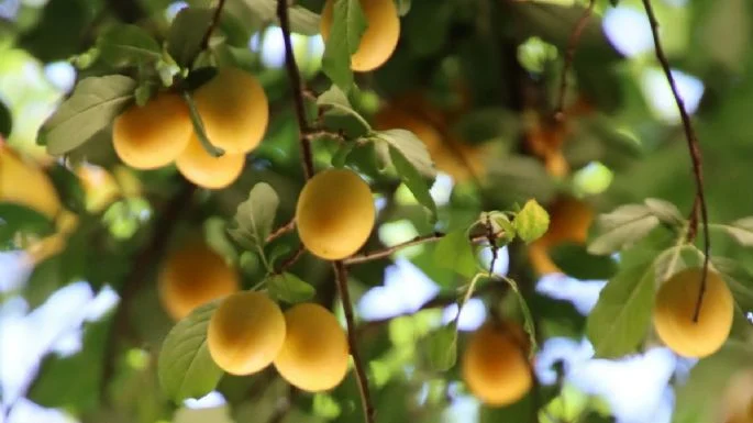 3 Fruit Trees That Won’t Lift Sidewalks and Provide Shade – Little ...