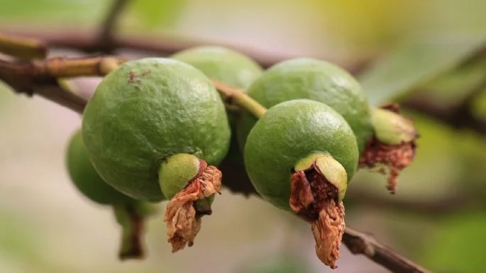 Guava Tree in a Pot: Can It Be Done? Expert Tips for Success – Little ...
