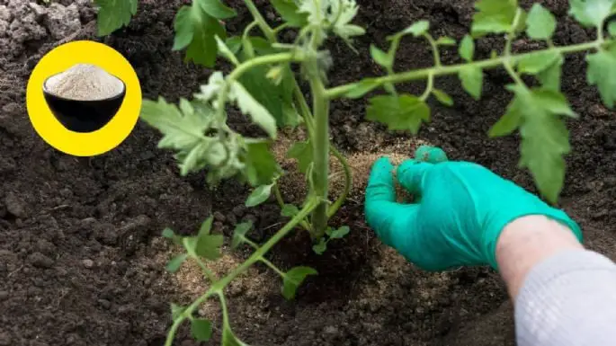 Bone Meal: How to Turn Chicken Remains into Organic Fertilizer – Little ...