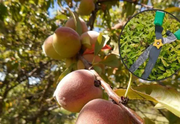 When and How to Apply Lime to Fruit Trees: Benefits and Techniques ...