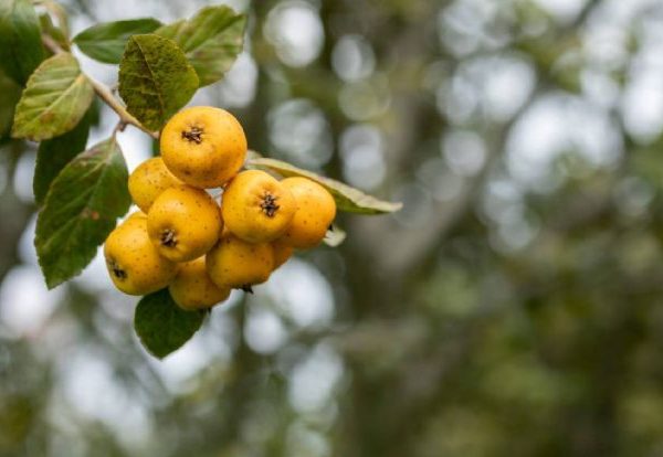 When and How to Apply Lime to Fruit Trees: Benefits and Techniques ...