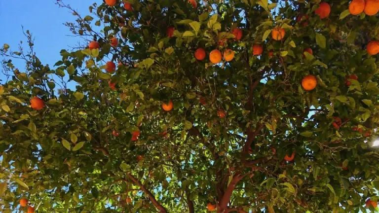 The Ideal Fruit Tree for Sidewalks: Provides Shade Without Damaging ...