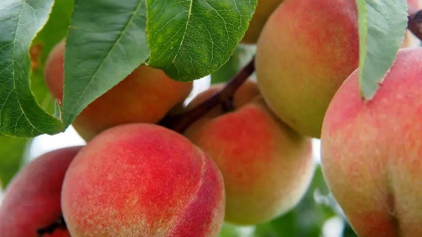 Where to Plant a Peach Tree: Recommendations for Healthy Growth and ...