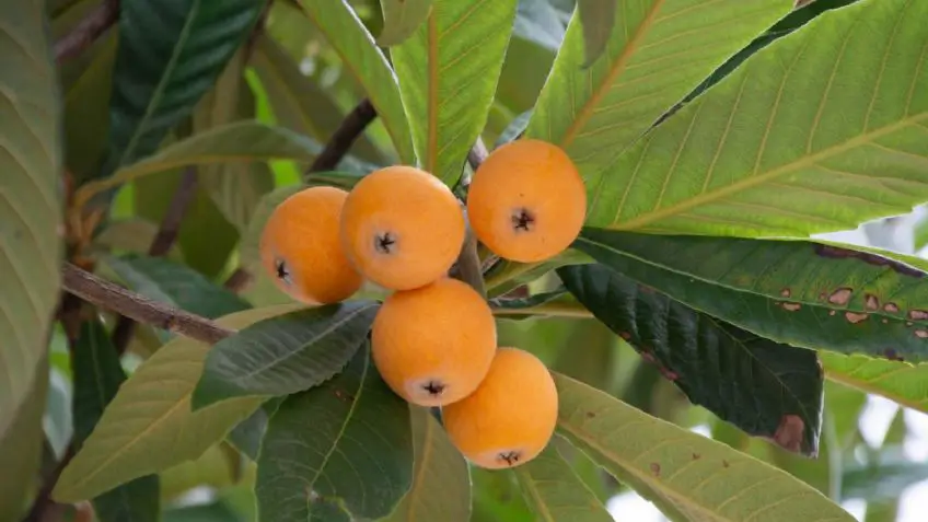 2 Loquat Species Perfect for Your Garden: How to Grow Delicious Fruit ...