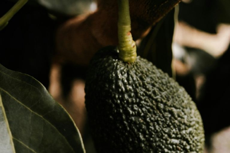 Main Pests of Avocado Trees: Identification and Control – Little Garden ...