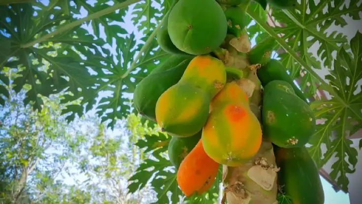 Simple Trick to Make Your Papaya Tree Bear More Fruit – Little Garden Tips