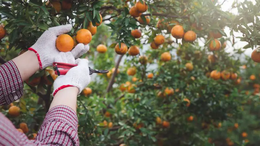 The Best Season to Prune Your Orange Tree for Better Fruit Production ...