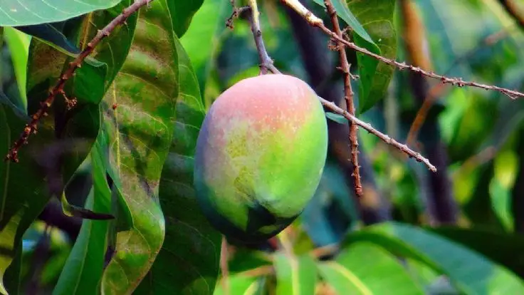 Can You Plant Mango Trees in Winter? Best Season for Mango Growth ...