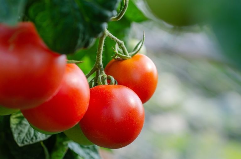 Guide to Growing a Tomato Plant in Cold Weather Without the Struggle 🌱🍅 ...
