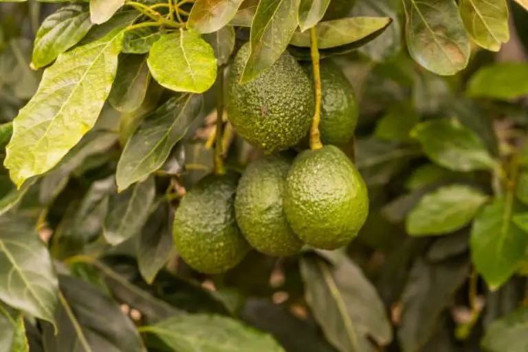 Boost Your Avocado Tree’s Fruit Production with This Calcium-Rich ...