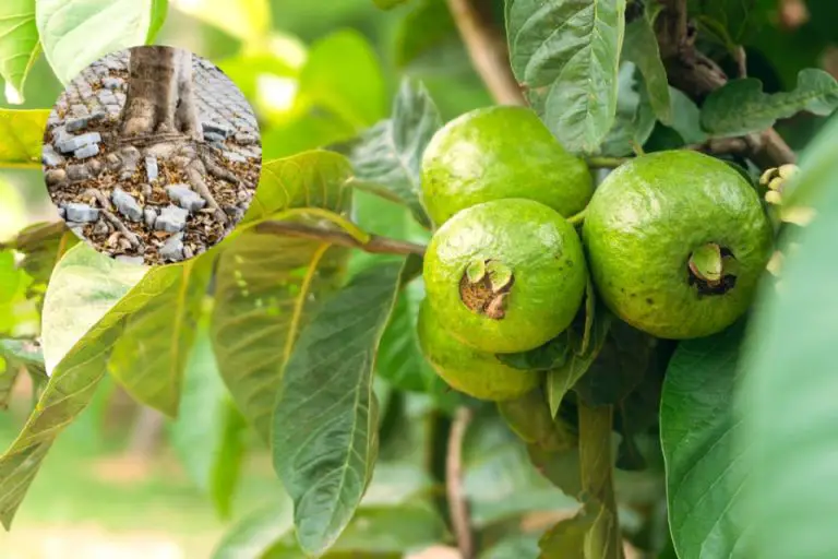 How to Prune the Roots of Fruit Trees to Prevent Damage to the Ground ...