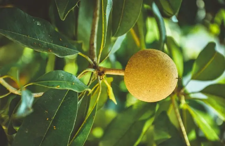 3 Fruit Trees Native to Mexico Perfect for Your Home Garden – Little ...