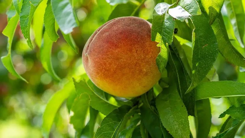 🍑 How and When to Prune a Peach Tree for Maximum Fruit Production ...