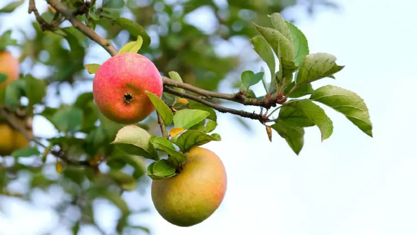 How to Germinate Apple Seeds and Grow Your Own Fruit Tree 🍏🌱 – Little ...