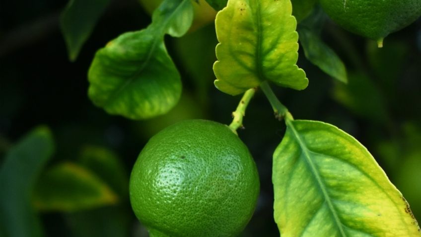 🍋 Why Is Your Lemon Tree Turning Yellow & Losing Fruit? Common Causes ...