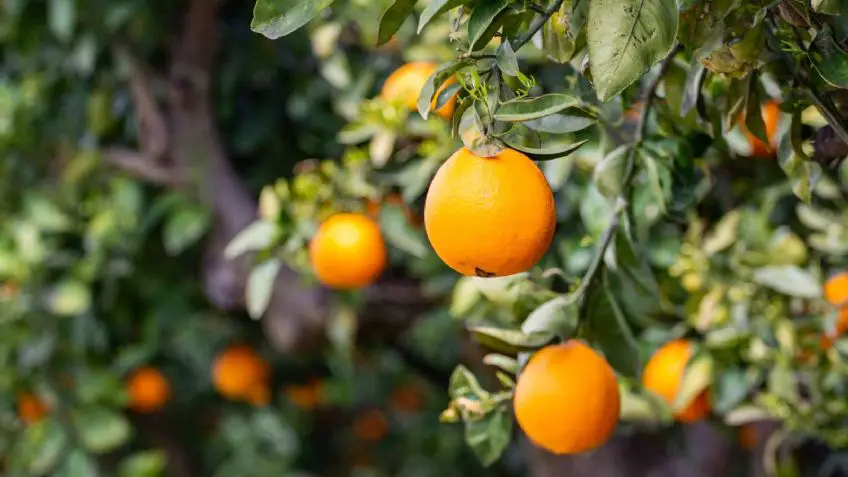 🍊 Boost Citrus Fruit Growth with This Powerful Liquid Fertilizer ...
