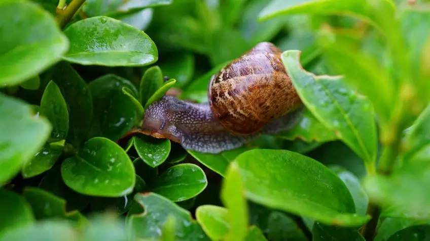 🐌 How to Get Rid of Snails in Your Garden: Easy Home Remedies – Little ...
