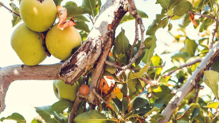 🌳 Boost Fruit Tree Blooming with This Simple Staple Method – Little ...