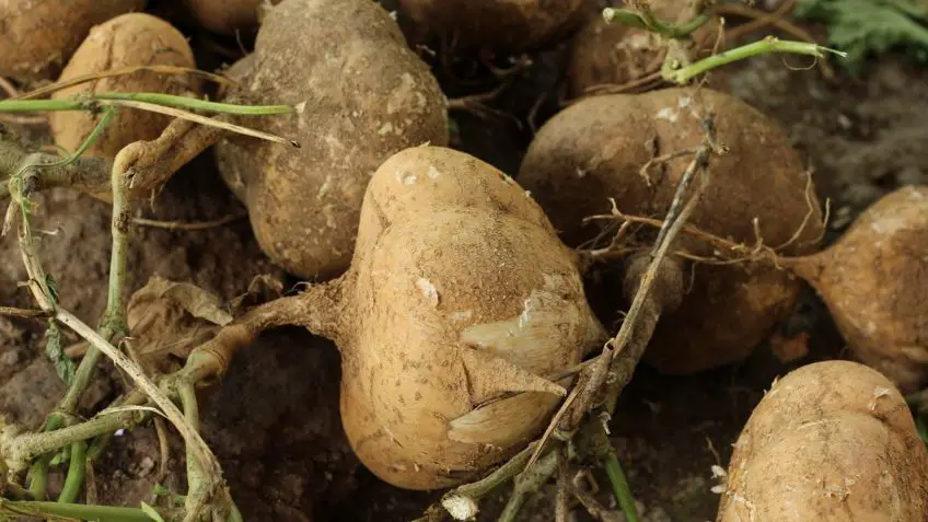 🥔 Jicama Season: 3 Essential Tips for Growing It in Your Garden ...