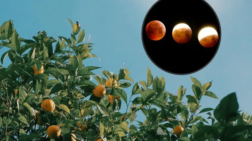 When to Prune Citrus Trees: Best Lunar Phases & Key Dates 🌙🌿 – Little ...