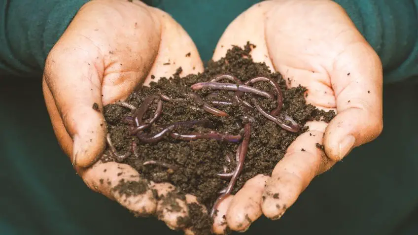🪱 Are Worms in Your Garden Good or Bad? Here’s the Answer! – Little ...