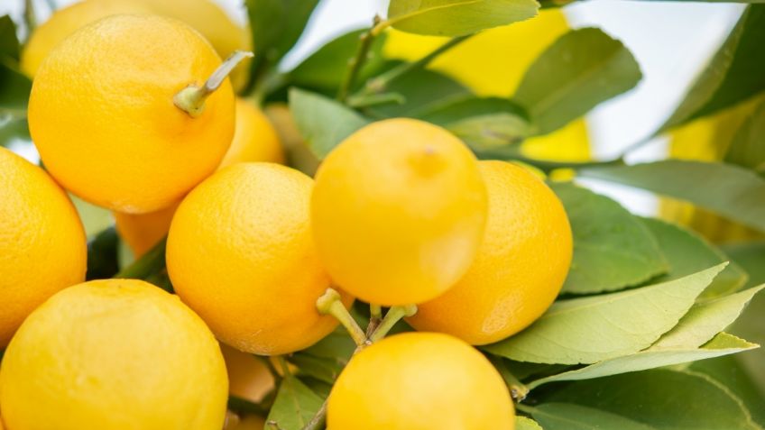 Best Citrus Trees to Plant in July for a Thriving Orchard 🍊🌱 – Little ...