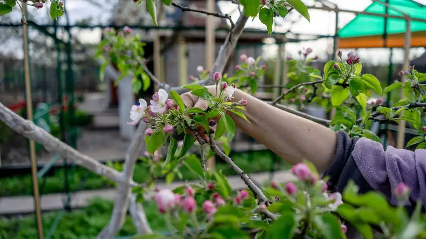 🌳 5 Essential Tips for Pruning Fruit Trees in July for Maximum Harvest ...