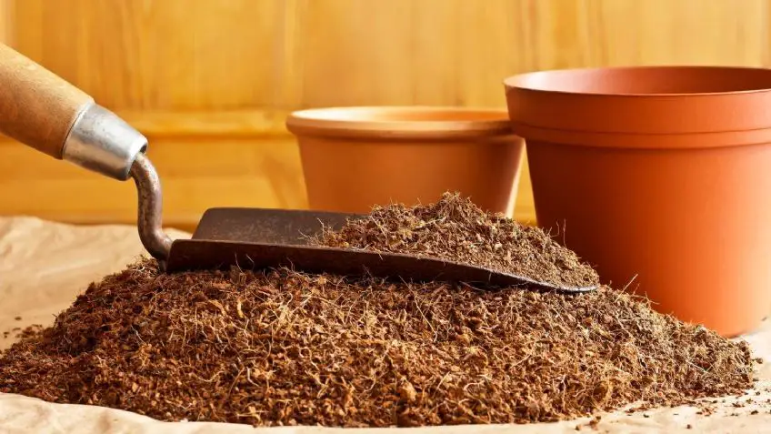 The Ultimate Plant Substrate to Accelerate Fruit Tree Growth 🍏🌱 ...